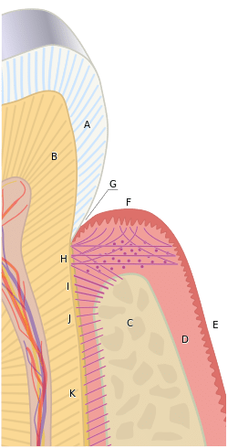 Periodontology Anatomy - Free gingival margin